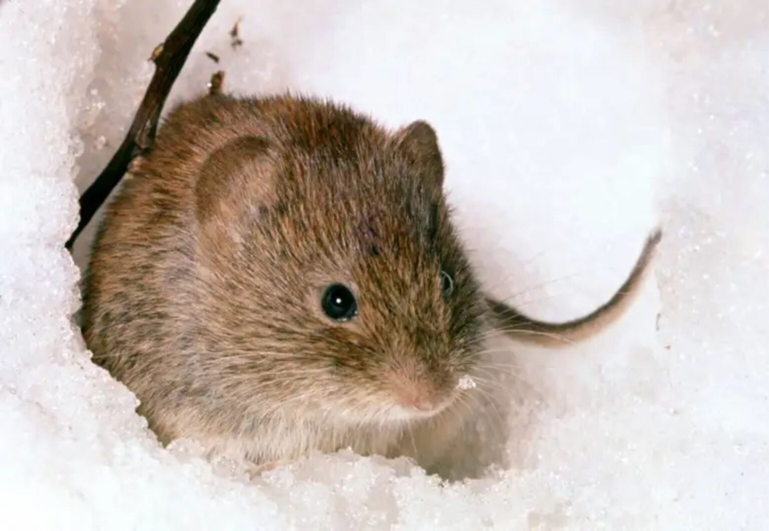 Subnivium: el ecosistema secreto escondido bajo la nieve - Qi Argentina