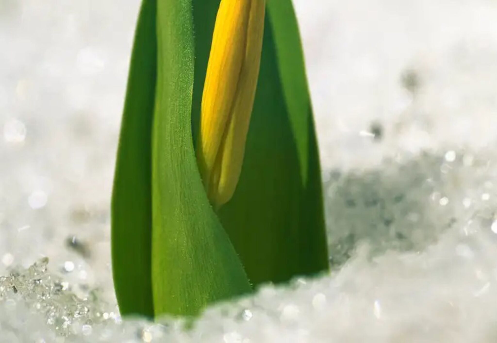 Subnivium: el ecosistema secreto escondido bajo la nieve - Qi Argentina